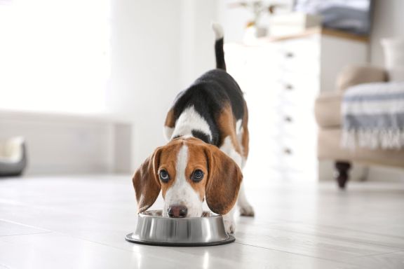 Каким кормом кормить щенка 🐶 - ProPlan.ru